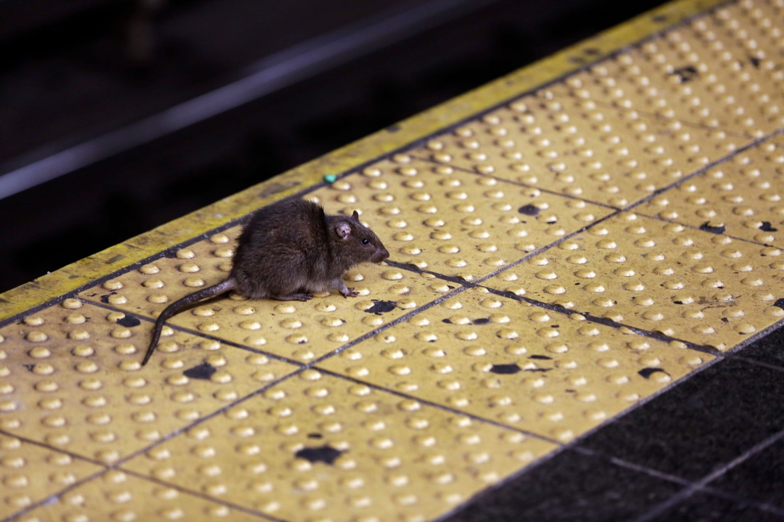 Mutáns óriás patkány támadott be egy férfit a metrón | Promotions.hu