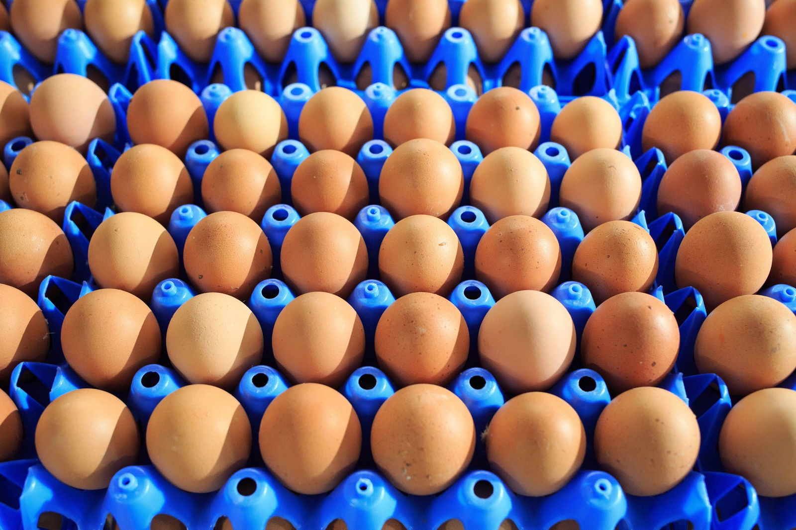 Eltűnhet a boltokból a hús, a tej és a tojás, brutális felelőtlenség ...