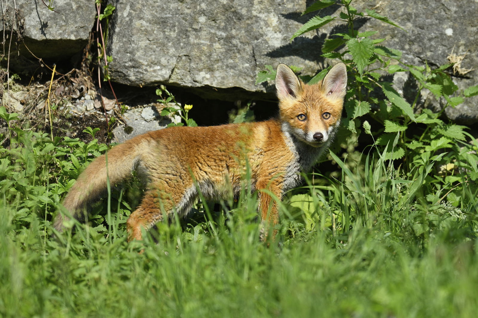 Drámai az indok, átnevezték a legendás magyar rókát, Vukot Amerikában ...