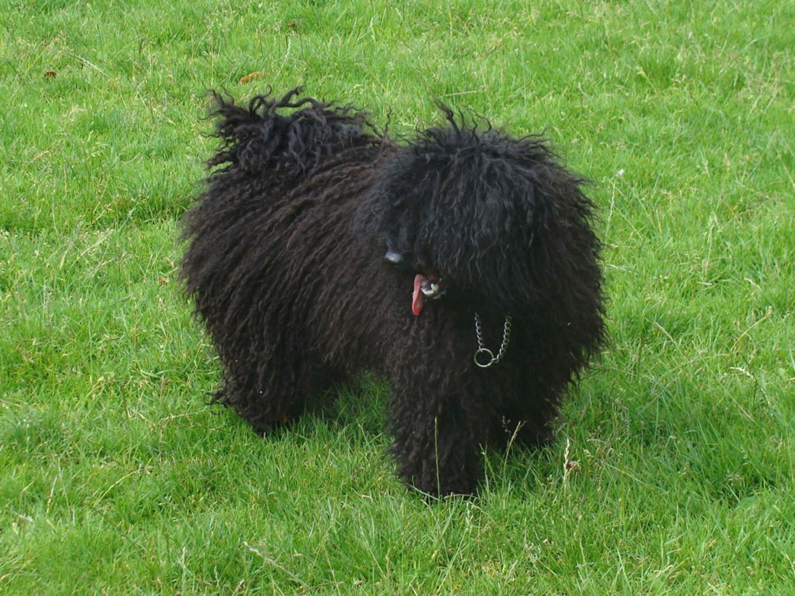 Nagy Feró megszólalt a kutyatámadásról, egyvalamit nem tagadott, de a ...