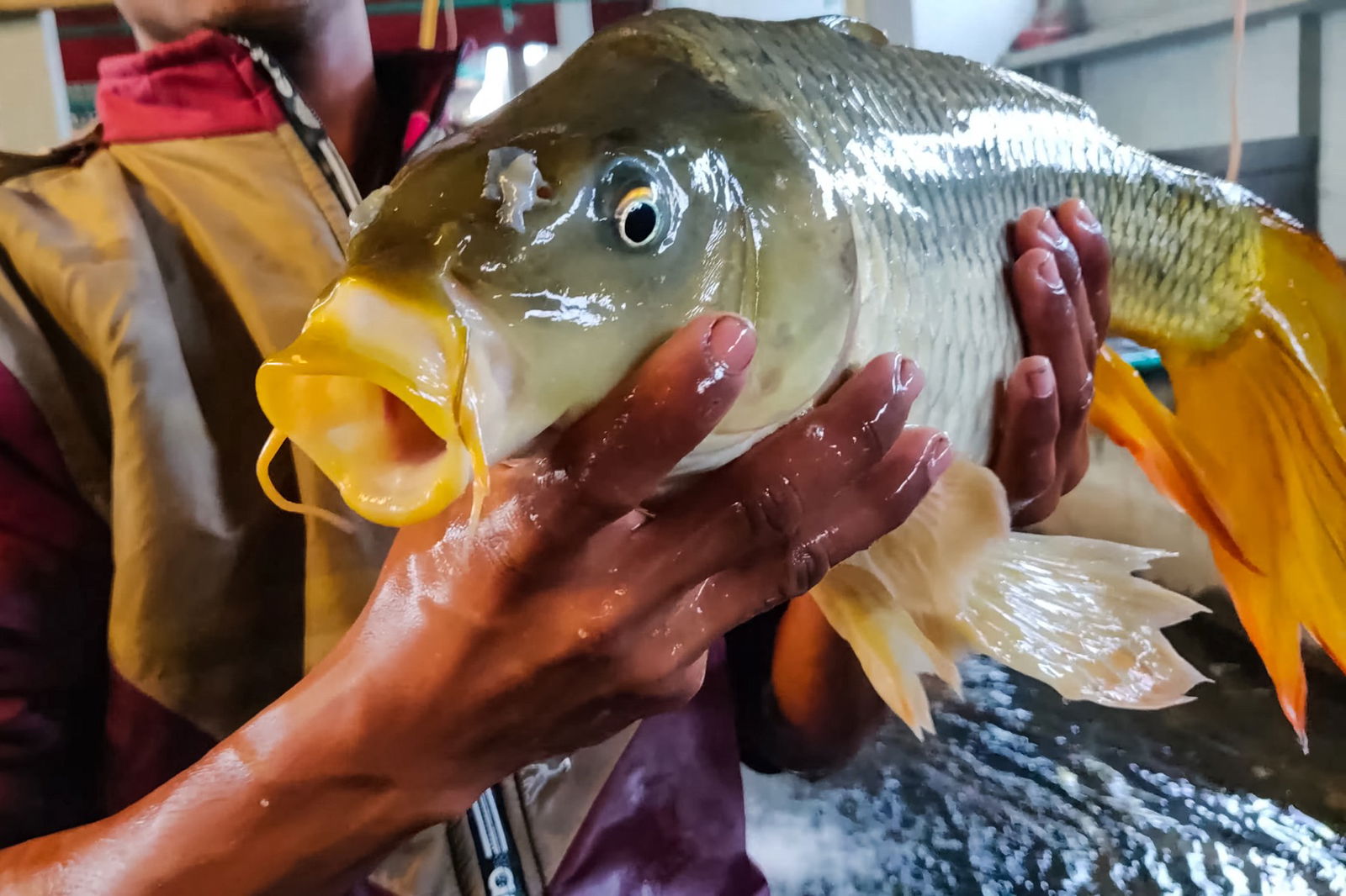 Tragikus állapotban fotózták a karácsonyi pontyokat a legnagyobb hazai ...