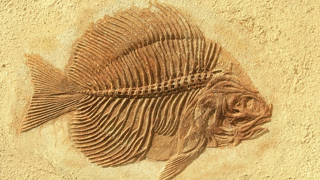 Leesett a tudósok álla, attól, amit találtak a 15 millió éves hal ...