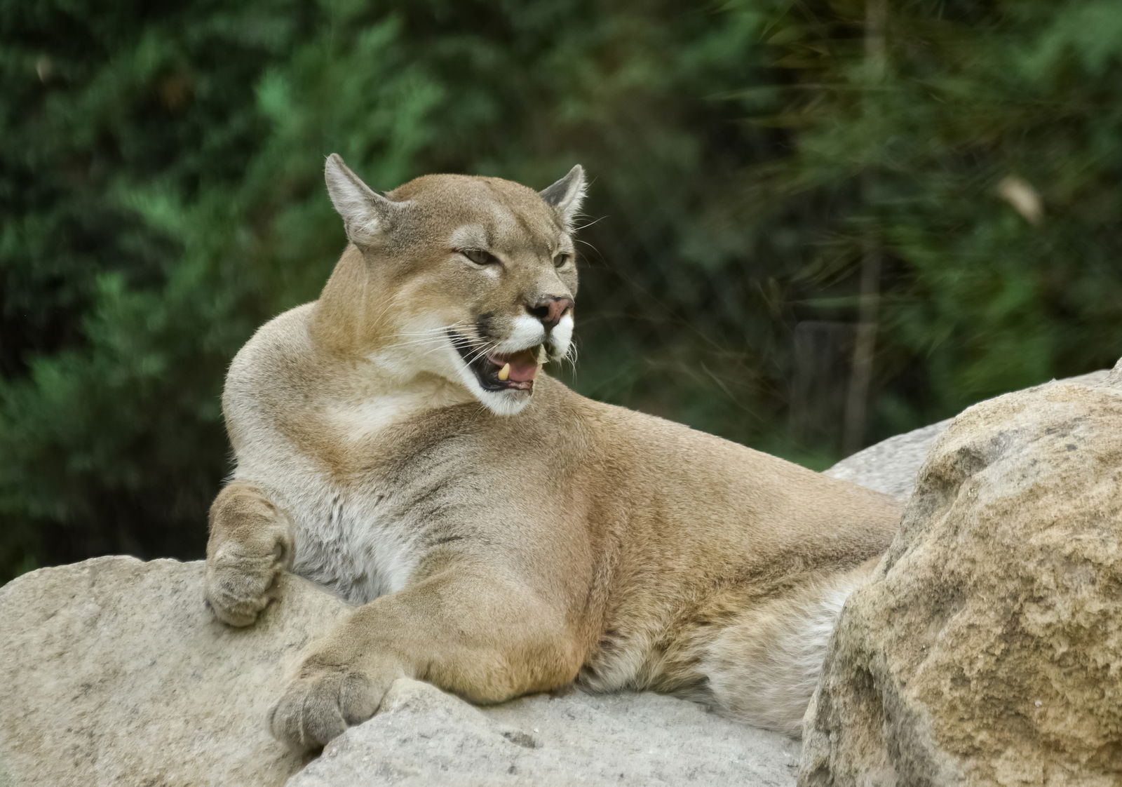 5+1 ritka és misztikus vadmacska, némelyik húsának gyógyító erőt is ...