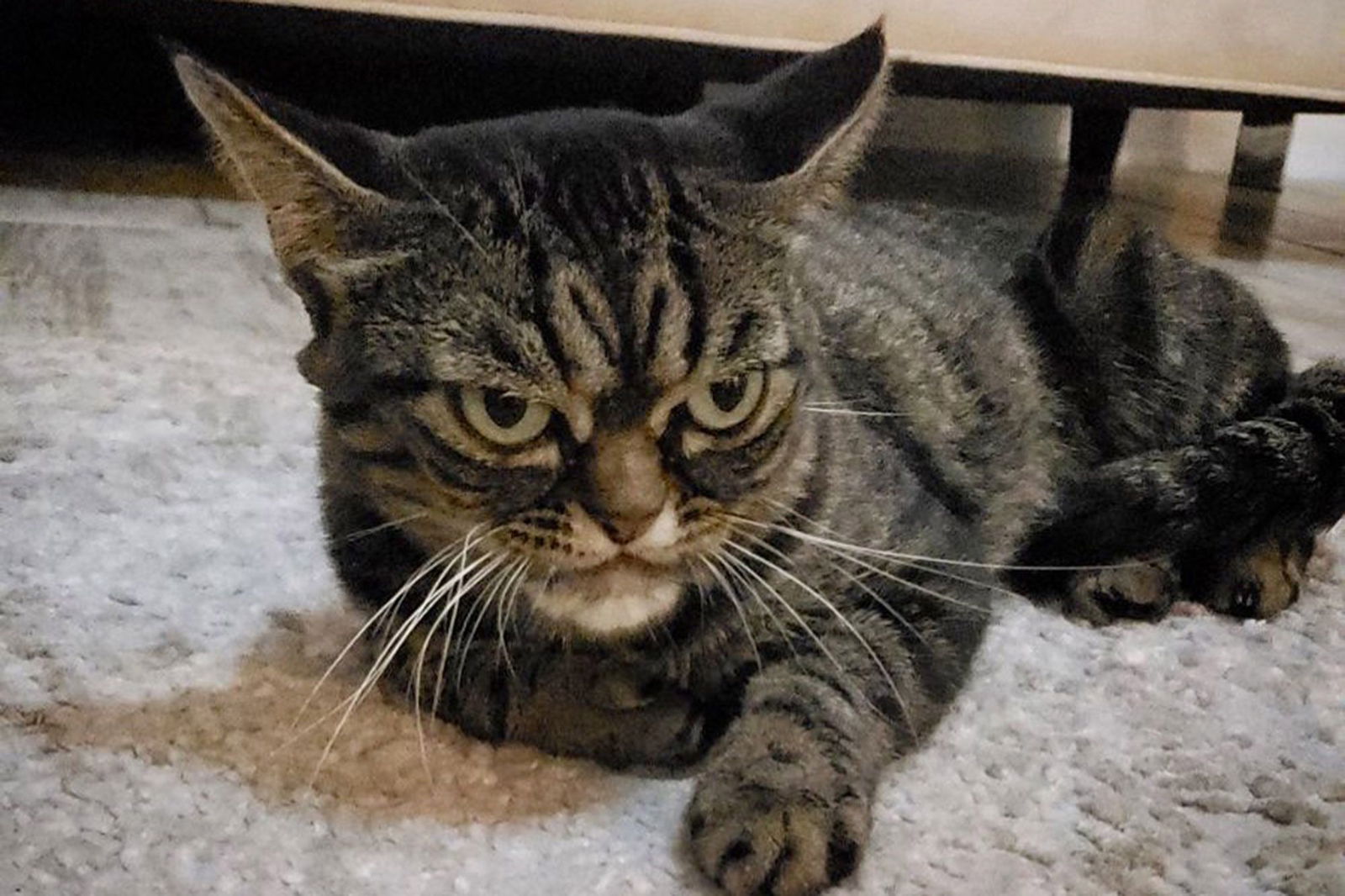 Az új Grumpy Cat jóval dühösebb, mint elődje | Promotions.hu