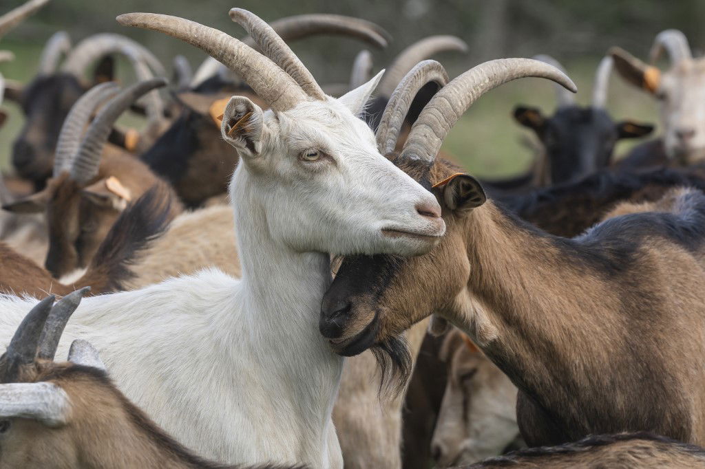Nagyon megszívatta egy kecske a seriffhelyettest – videó | Promotions.hu