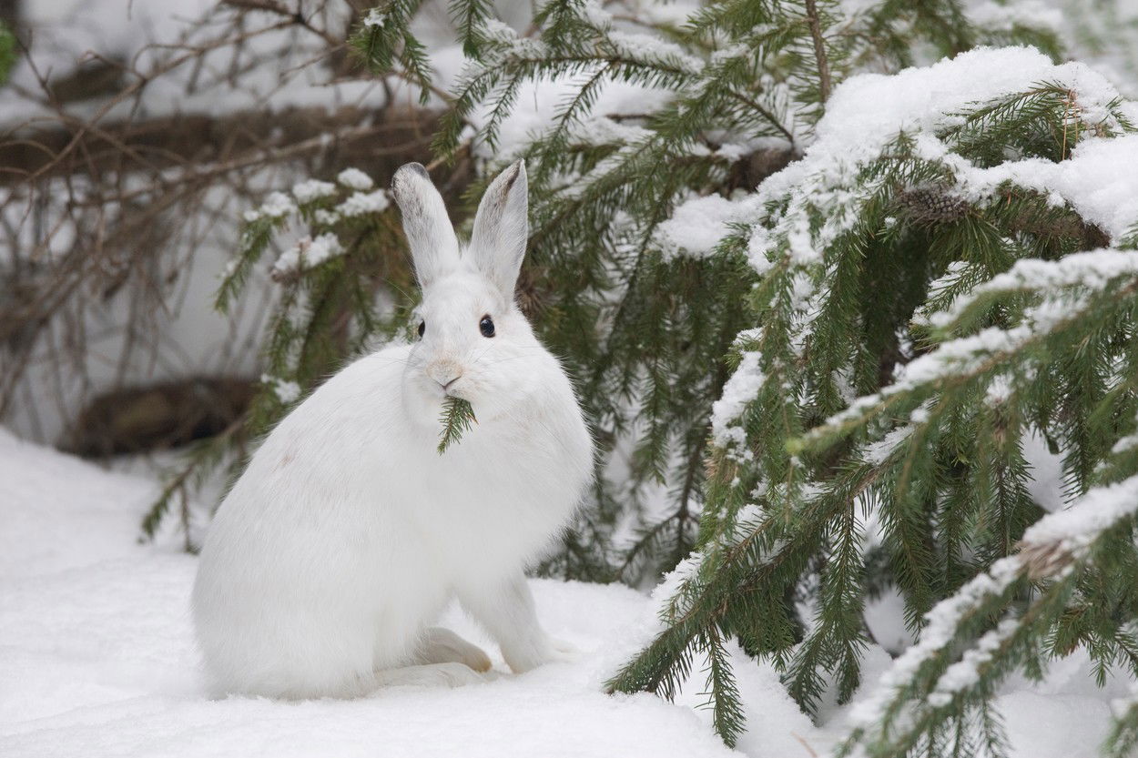 A nyusziknak is jár egy kis szeretet - Ennél cukibb képeket ma nem ...
