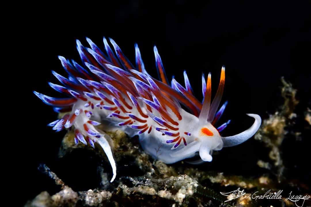 A tengeri csigák észbontó szépségének feltárása: Készülj fel, hogy elvarázsolnak az óceán ...