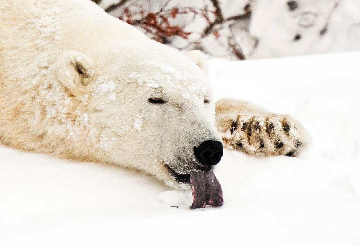 Ennek a jegesmedvének még a hóban is melege van, a nyelvét kinyújtva próbál hűsölni | Promotions.hu